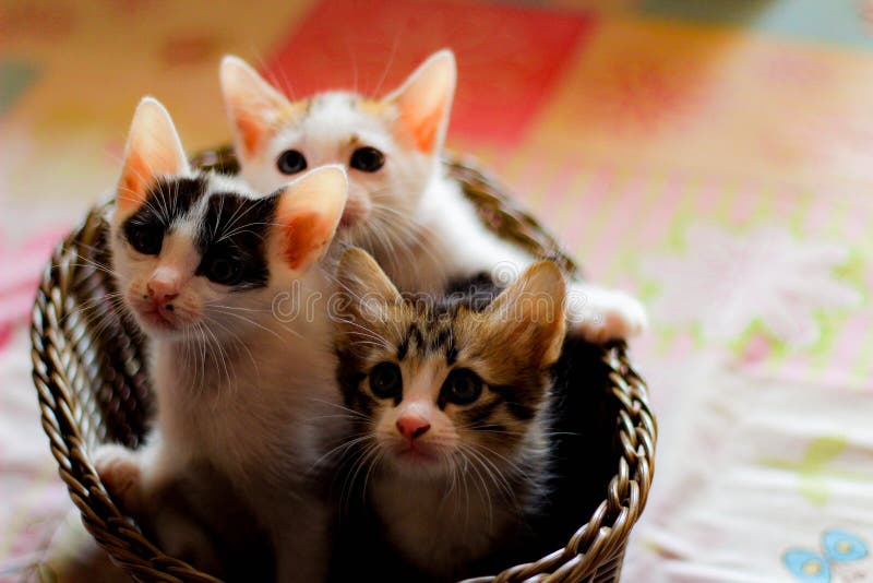 Three Colored Kittens in a Brown Wicker Basket Stock Image - Image of ...