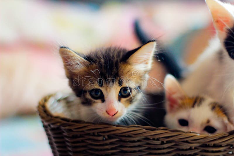 Three Colored Kittens in a Brown Wicker Basket Stock Photo - Image of ...
