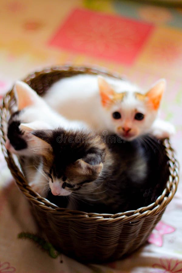 Three Colored Kittens in a Brown Wicker Basket Stock Image - Image of ...