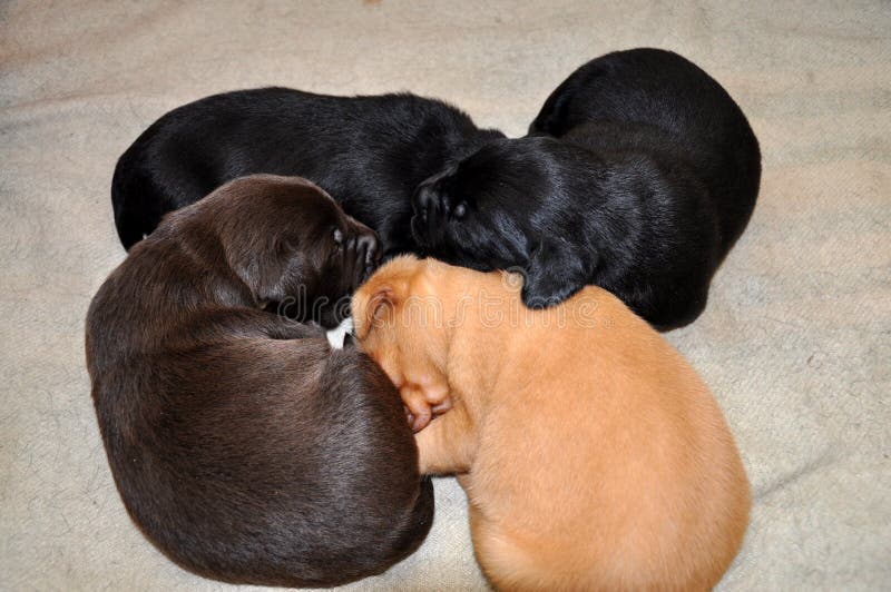 Three Colored Labrador in Four Pups Stock Image - Image of little, pets ...