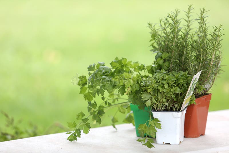 Three Colored Pots of Aromatic Plants on White Table Stock Photo ...