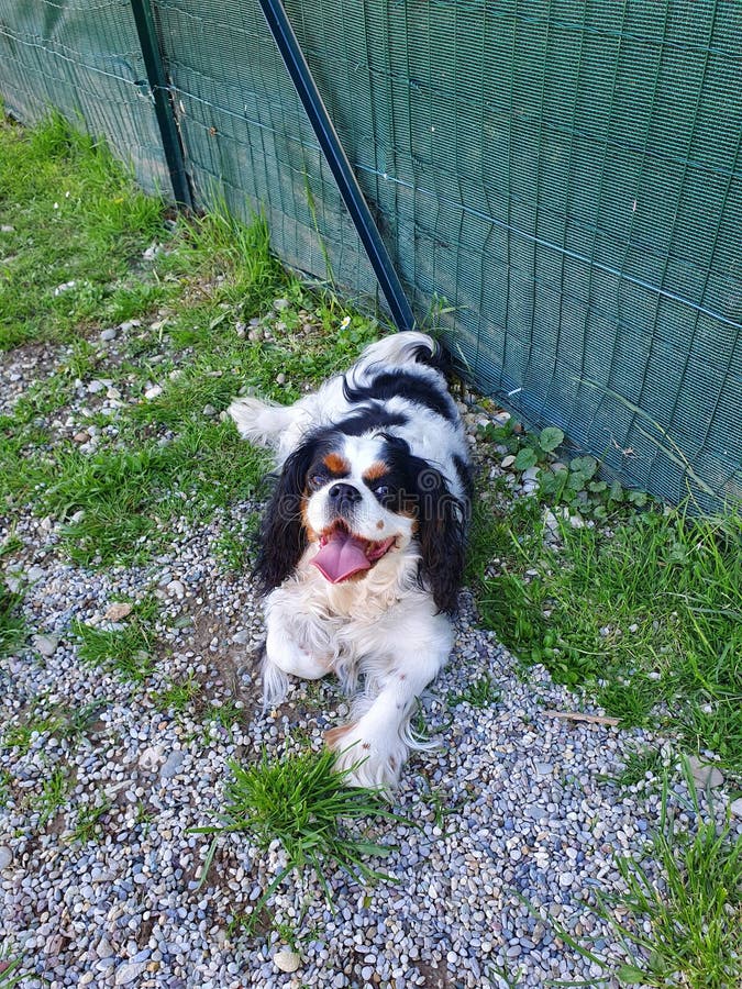 Colored Prince Charles Spaniel Stock Photos - Free & Royalty-Free Stock ...