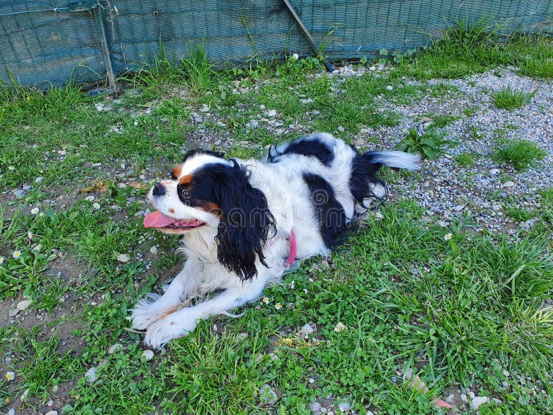Three Colored Prince Charles Spaniel Stock Image - Image of terrier ...