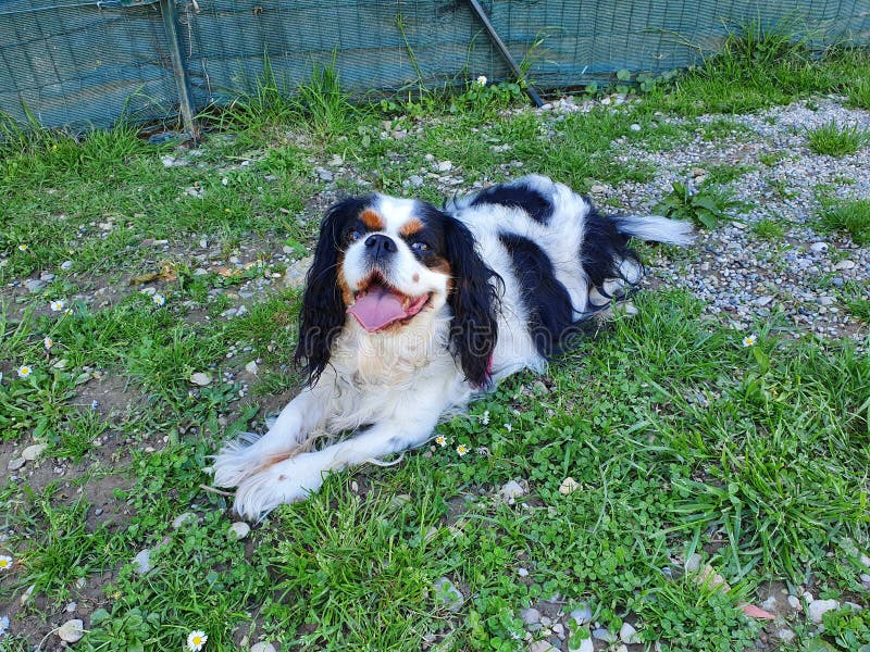 Three Colored Prince Charles Spaniel Stock Image - Image of wildlife ...