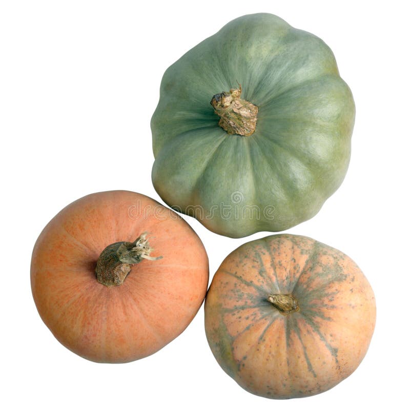 Three colored pumpkins stock image. Image of colorful - 62602111