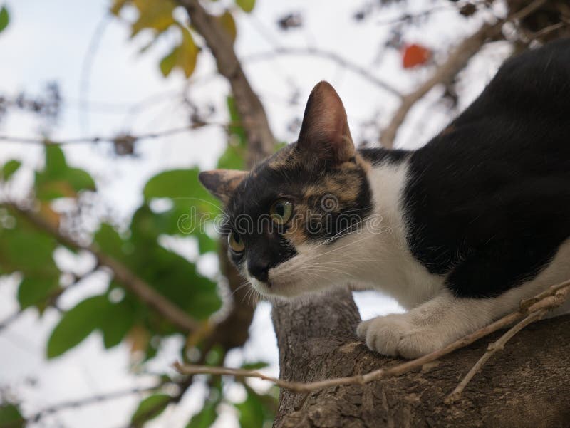 Cat Escape Another Cat Up the Tree Stock Image - Image of mammal, brown ...