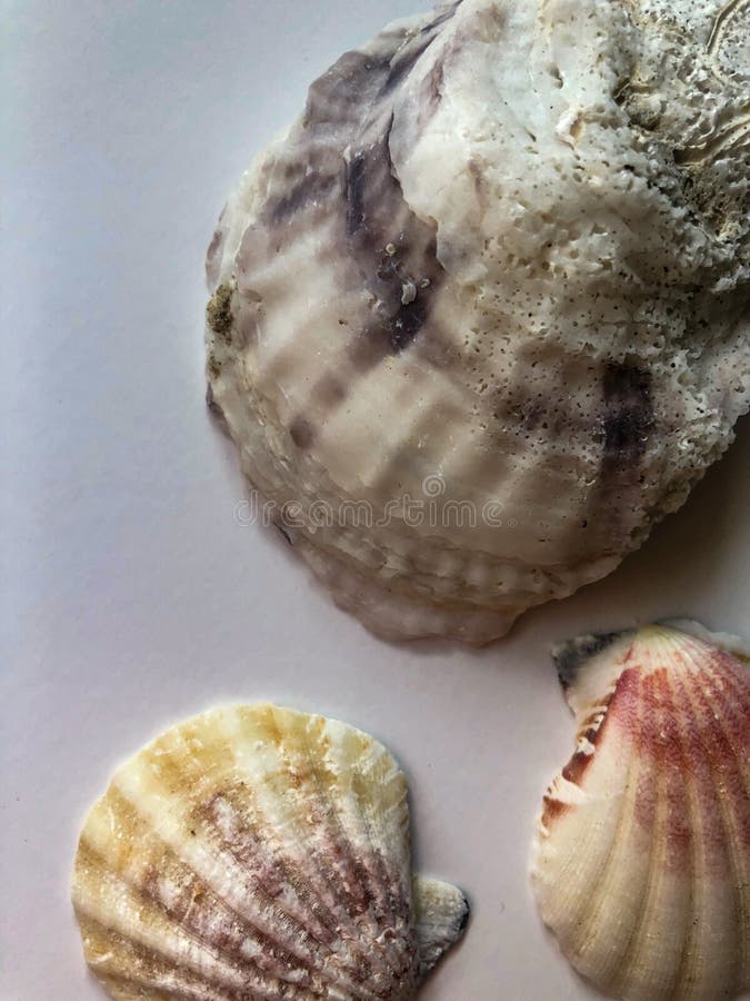 Three Colorful Beach Shells Close Up Stock Photo - Image of colorful ...