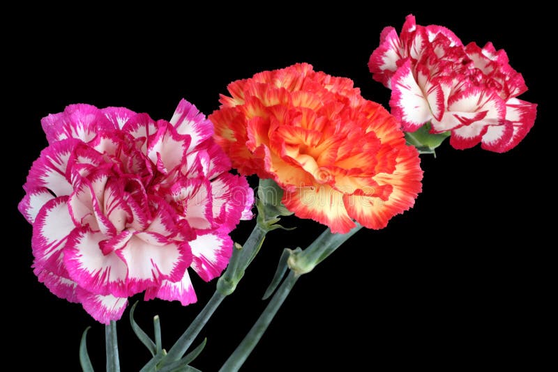 Three Colorful Carnations Isolated on Black Background Stock Photo ...