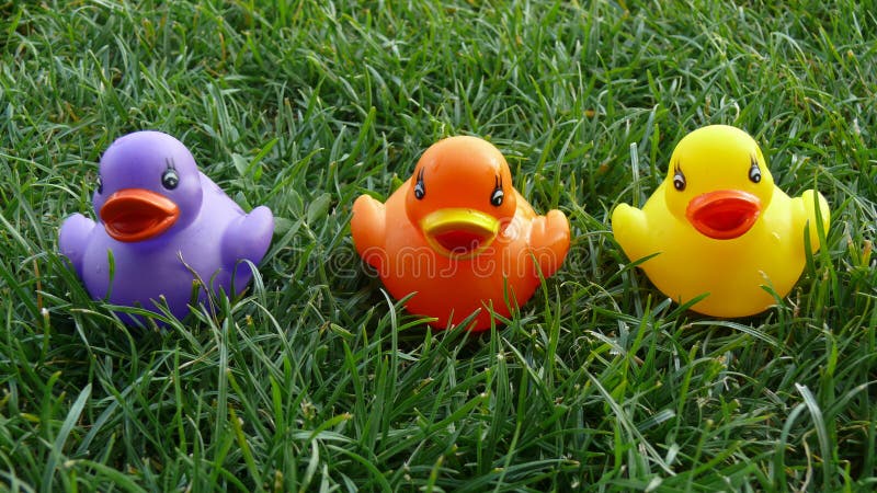 Three Colorful Plastic Ducks in Grass Stock Image - Image of grass ...
