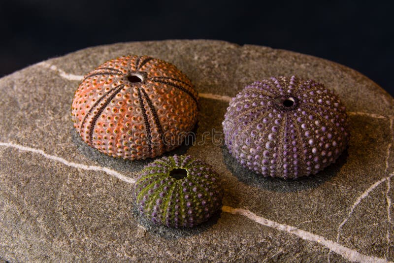 Three Colorful Sea Urchin Shells on Beautiful Stone Stock Photo - Image ...