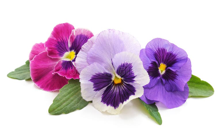 142 Three Violets Stock Photos - Free & Royalty-Free Stock Photos from ...