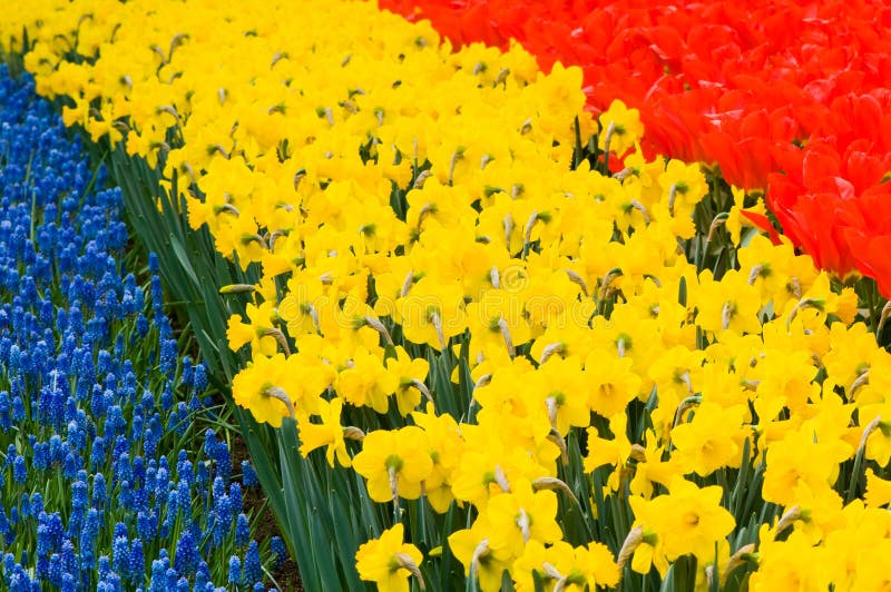 Three Colors of Bulb Flowers Stock Image - Image of flower, agriculture ...