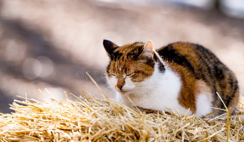Three Colors Cat Lying on Hay Stock Image - Image of brown, nupping ...