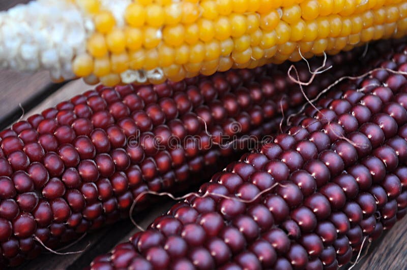 Three colors corn cobs stock image. Image of farming - 79383031