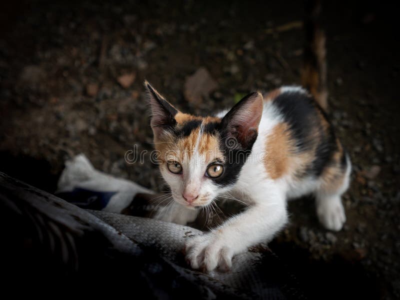 Three Colors Kitten Climbing Stock Photo - Image of copy, indoors ...