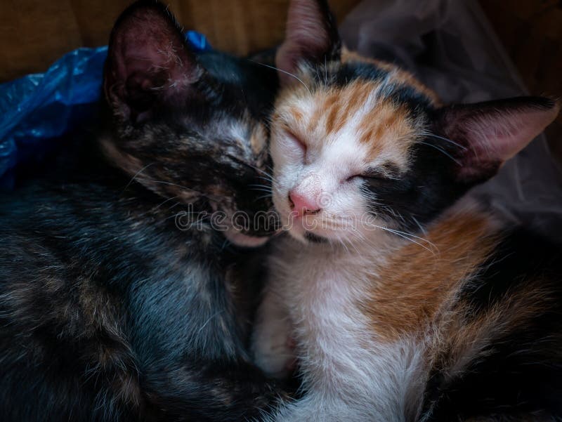 Three Colors Kitten Lying with the Black Kitten Stock Image - Image of ...