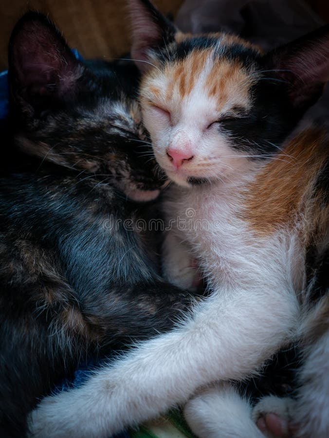 Three Colors Kitten Lying with the Black Kitten Stock Image - Image of ...