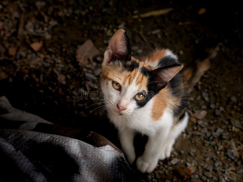 Three Colors Kitten Tilted the Neck Stock Photo - Image of black ...