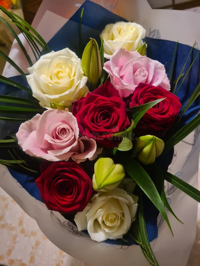 Three colors of rose stock image. Image of petal, flower - 229944811