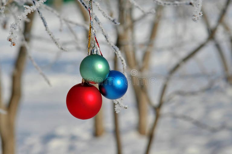 Three Colour Balls on a Branch Stock Image - Image of green, needles ...