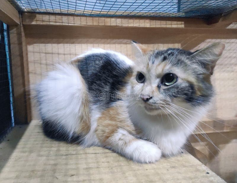 Three colour cat stock image. Image of good, cute, three - 263432405