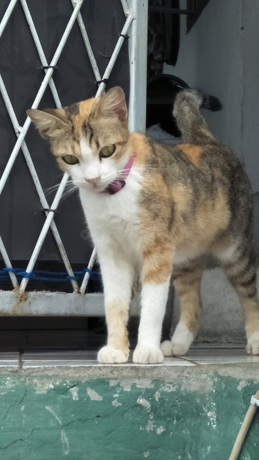 A Three Colour Cat Looking Good Stock Image - Image of good, looking ...