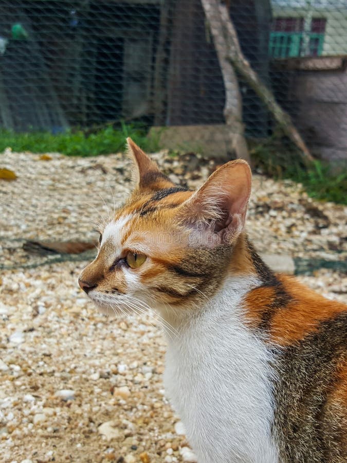 Three-colour Cat stock image. Image of threecolour, female - 95686535