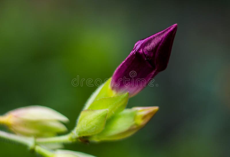 Three colour flower stock image. Image of flower, monocrome - 140268613