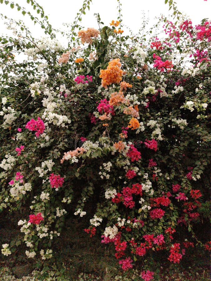 Three colour flowers stock photo. Image of looking, beautiful - 167707988