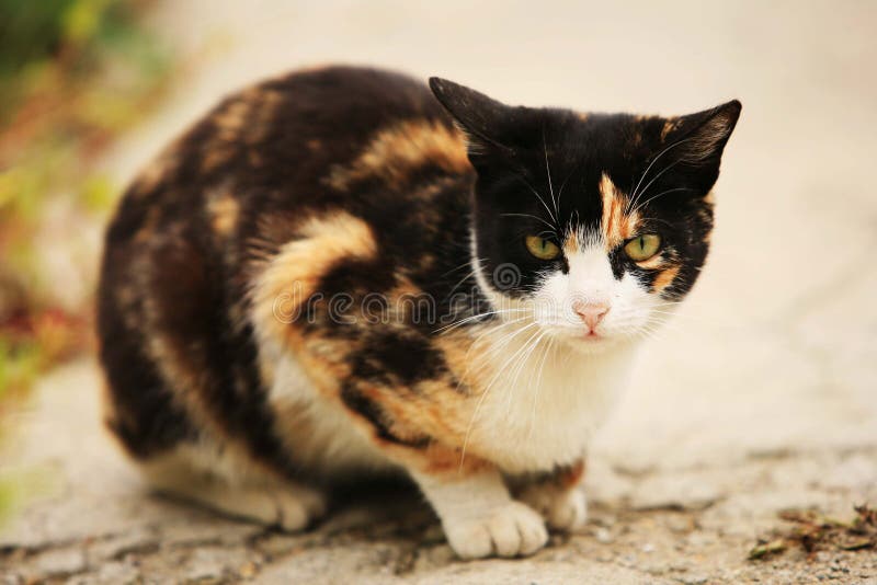 Three colour lucky cats stock photo. Image of colour - 11797672