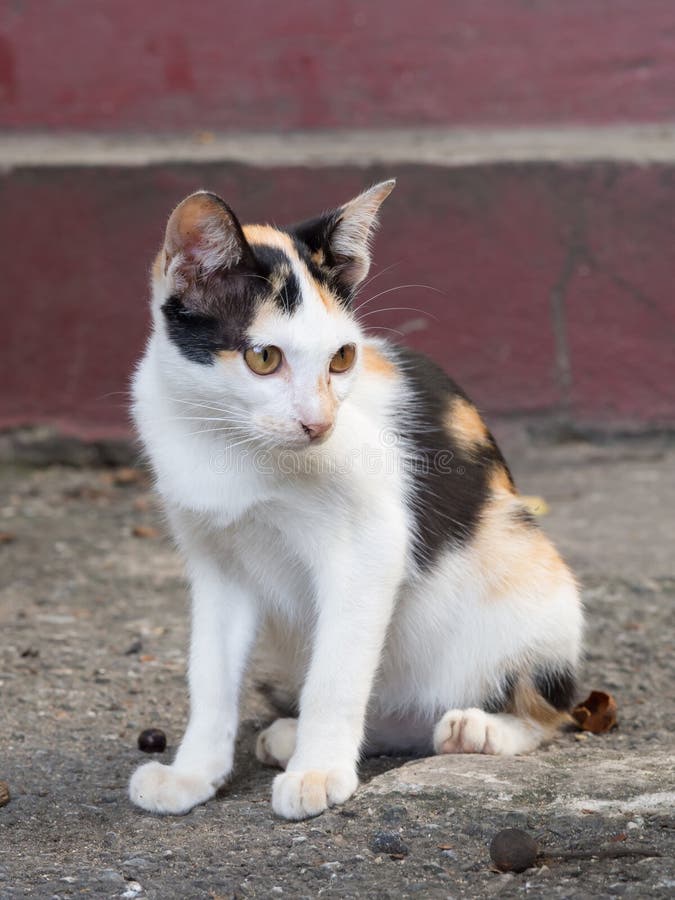 Three Colour thai cat stock image. Image of kitty, feline - 44254489