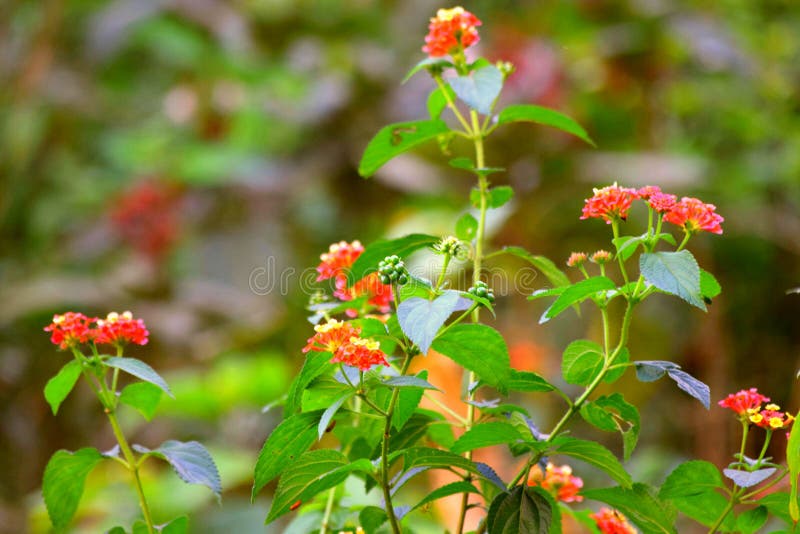 Three colour Wild flower stock image. Image of three - 124923487