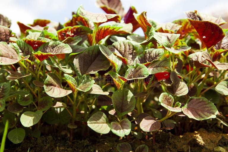 Three-coloured Amaranth stock image. Image of leaf, plant - 24751129