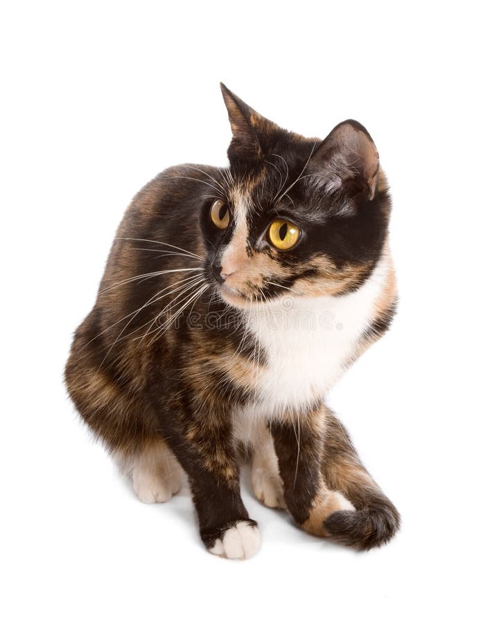 Three-coloured Cat Picture. Image: 6093090