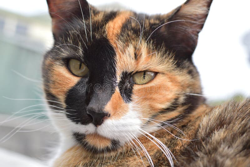 Three Coloured Cat in Backyard Stock Image - Image of white, cute ...