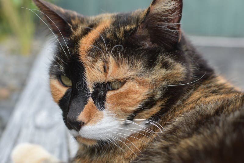 Three Coloured Cat in Backyard Stock Photo - Image of animal, face ...