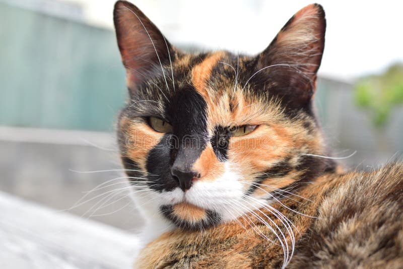 Three Coloured Cat in Backyard Stock Image - Image of close, black ...