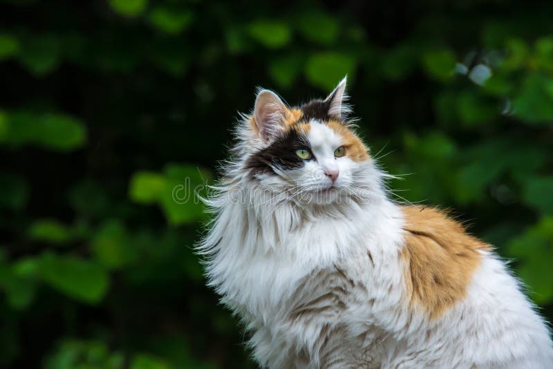 Three coloured cat stock image. Image of color, cute - 58940053