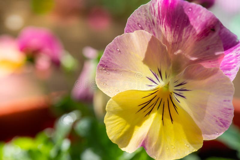 Three Coloured Viola in Planter Stock Image - Image of beautiful ...