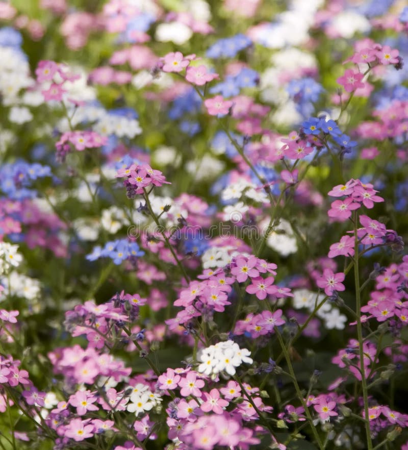 Three Colours Forget-me-not Stock Photo - Image of nature, field: 5257736