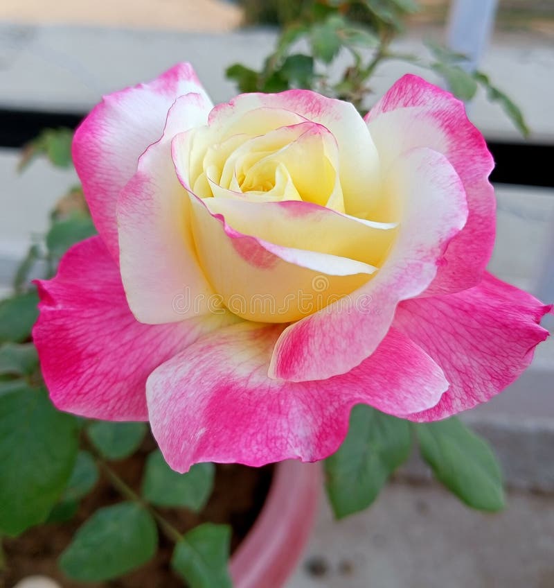 Three colours hybrid Rose stock image. Image of pink - 269717577