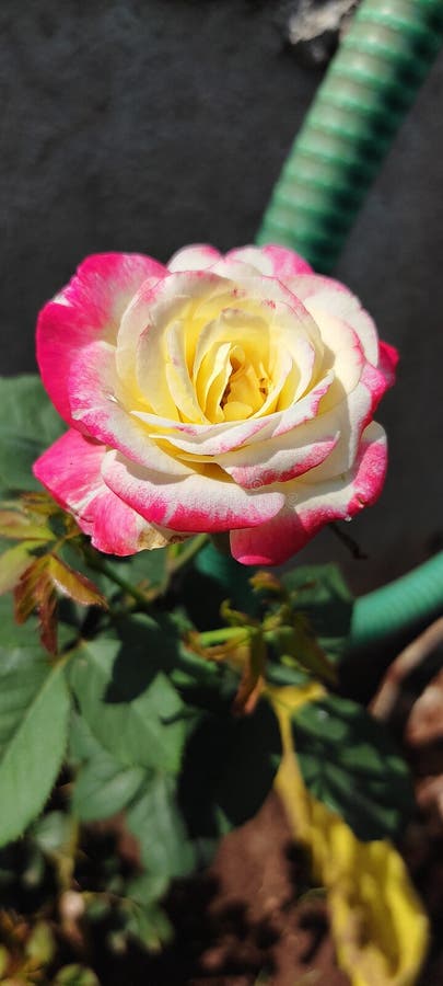 Three Colours in the One Flower Stock Photo - Image of colours, flower ...