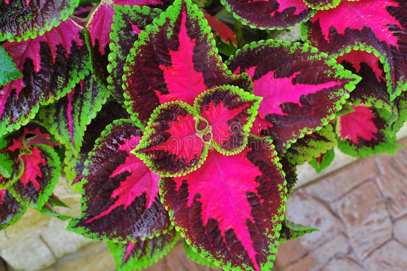 Three Colours Plant - the Coleus Blumei Benth Stock Photo - Image of ...