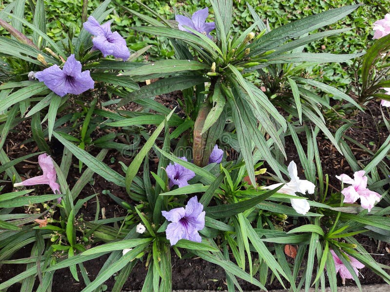 The Three Colours of Ruellia Simplex Flower in the Garden Stock Image ...