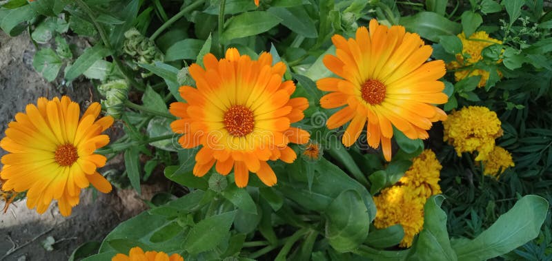 Three Colours in a Single Flower Amazing Stock Image - Image of flower ...