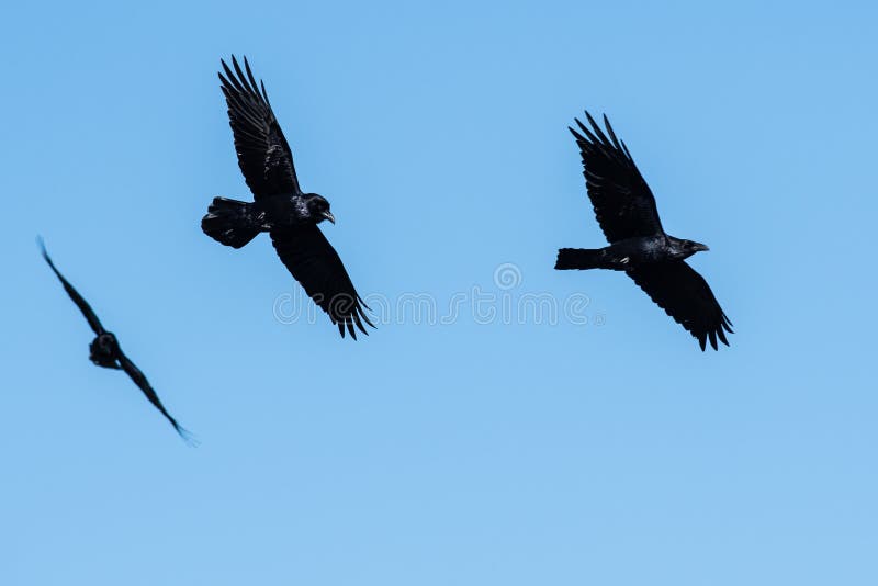 Three Common Ravens Flying in a Blue Sky Stock Image - Image of common ...
