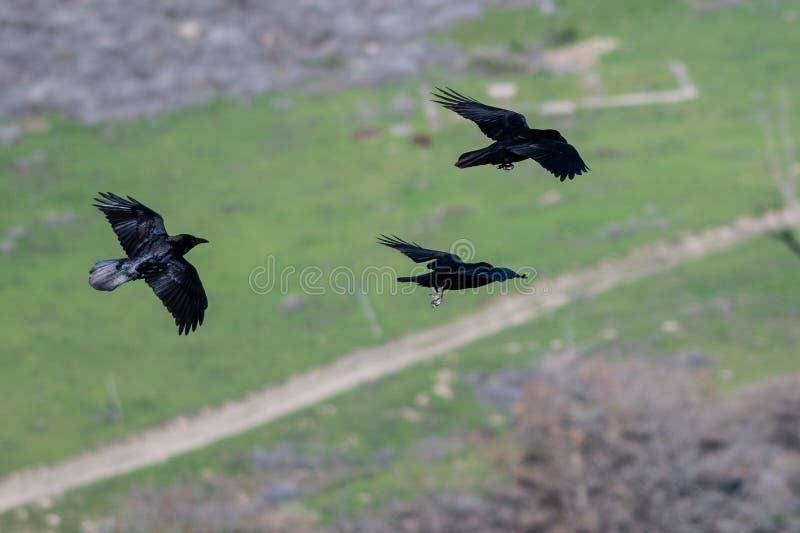 Ravens Fly And Sit Over Leafless Trees Flock Of Crows In The Natural On ...