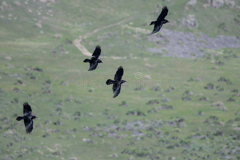 Three Common Black Ravens Flying Over the Canyon Floor Stock Image ...