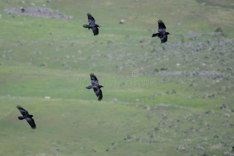 Three Common Black Ravens Flying Over the Canyon Floor Stock Photo ...