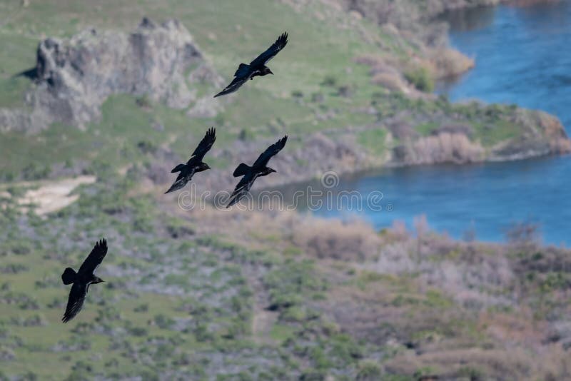 Ravens Three Over Stock Photos - Free & Royalty-Free Stock Photos from ...